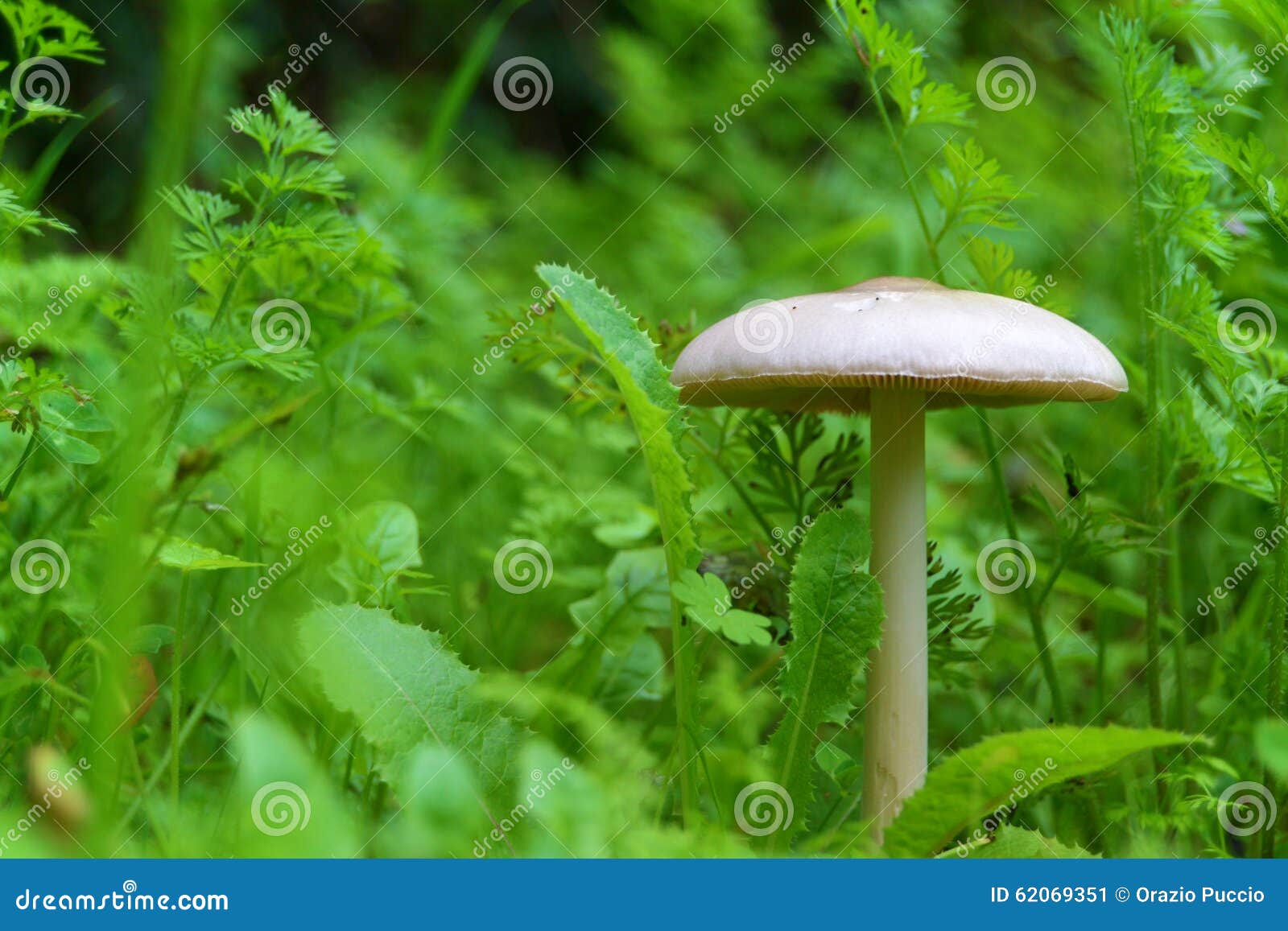 White Mushroom in the Grass Stock Image - Image of fungus, handsome ...