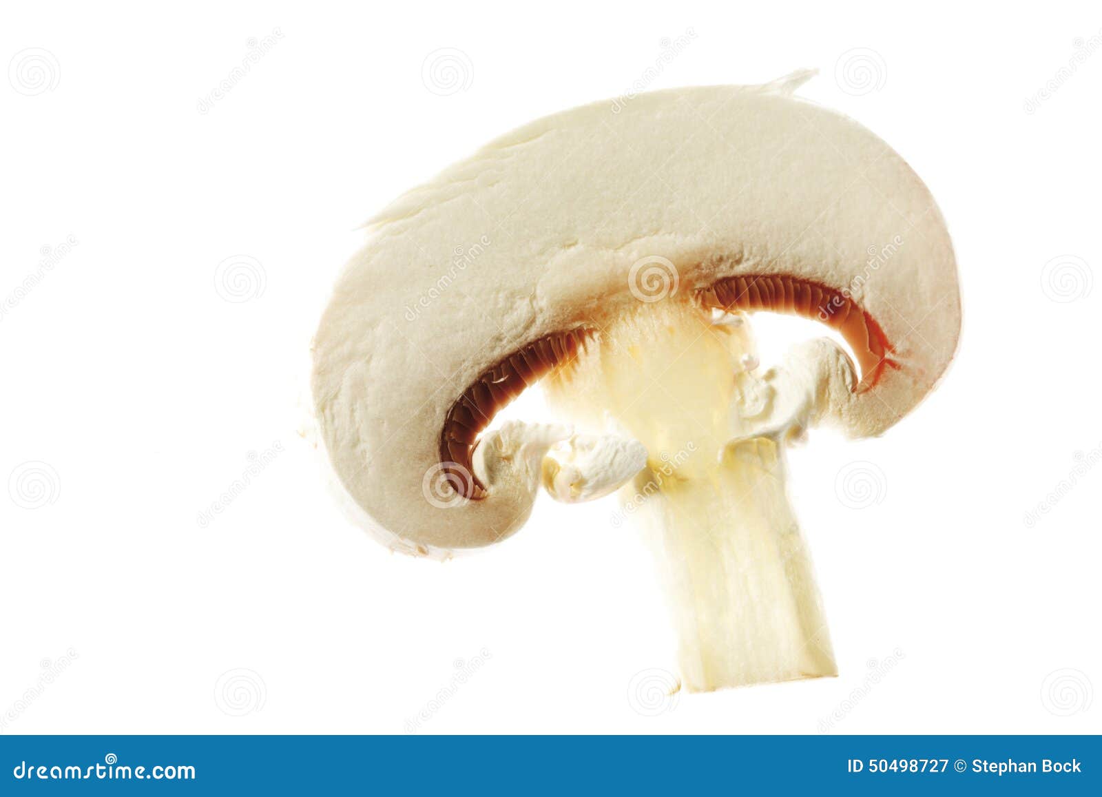 White Mushroom Slice, Close-up Stock Image - Image of button, champion ...