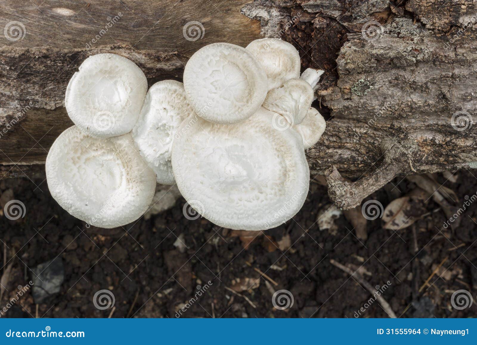 Wood Decay Background Royalty-Free Stock Image | CartoonDealer.com ...