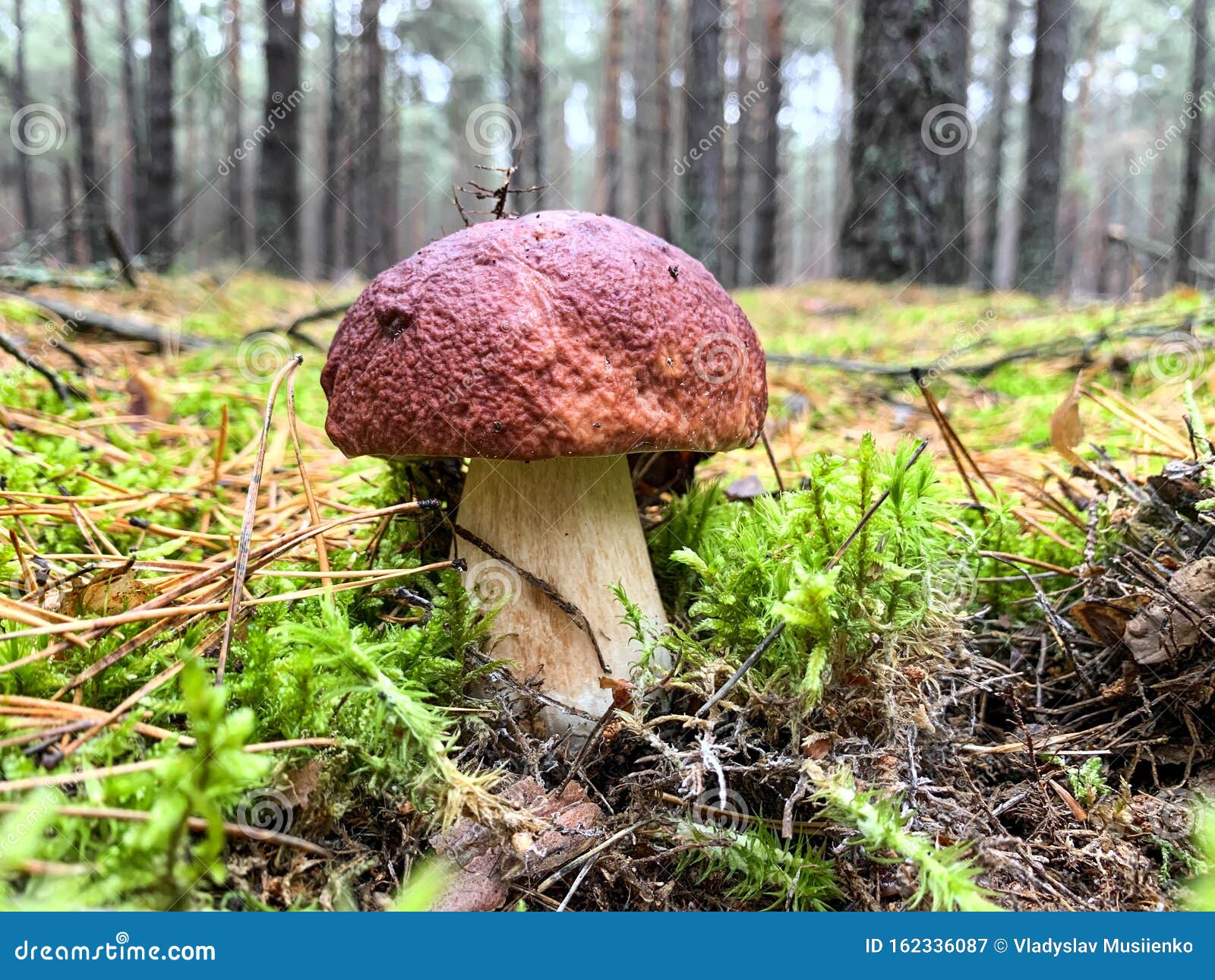 White Mushrooms Butyriboletus Regius or Boletus Regius in the Forest ...