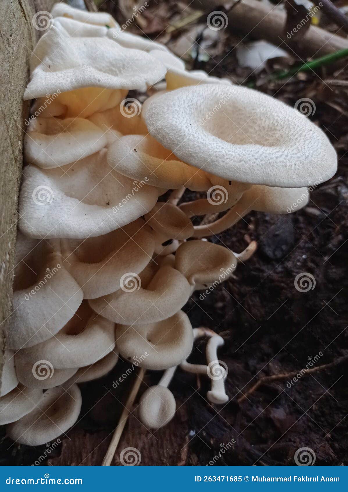 White Mushrooms Grow in Clusters beside the Tree Stock Image - Image of ...