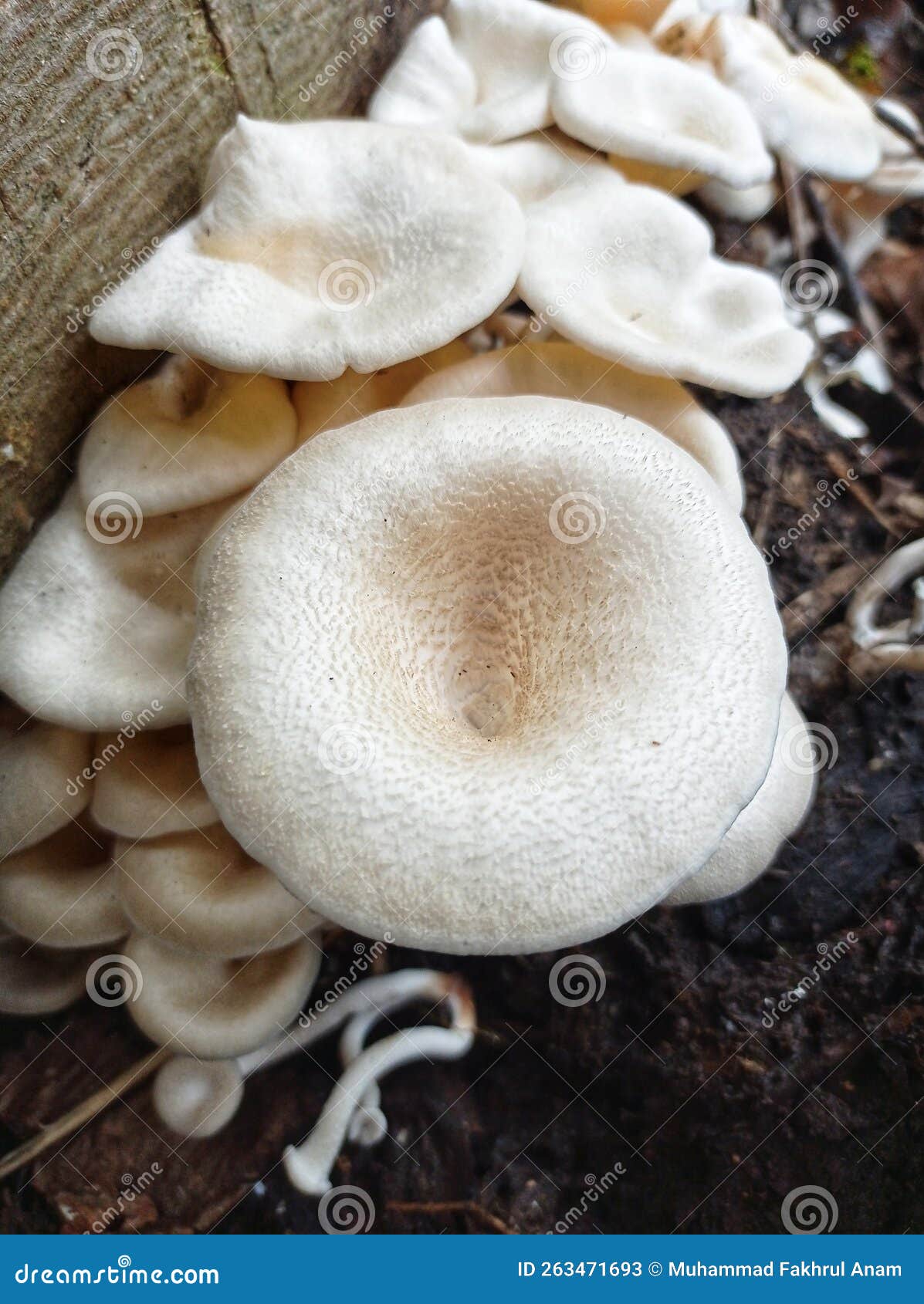 White Mushrooms Grow in Clusters beside the Tree Stock Image - Image of ...