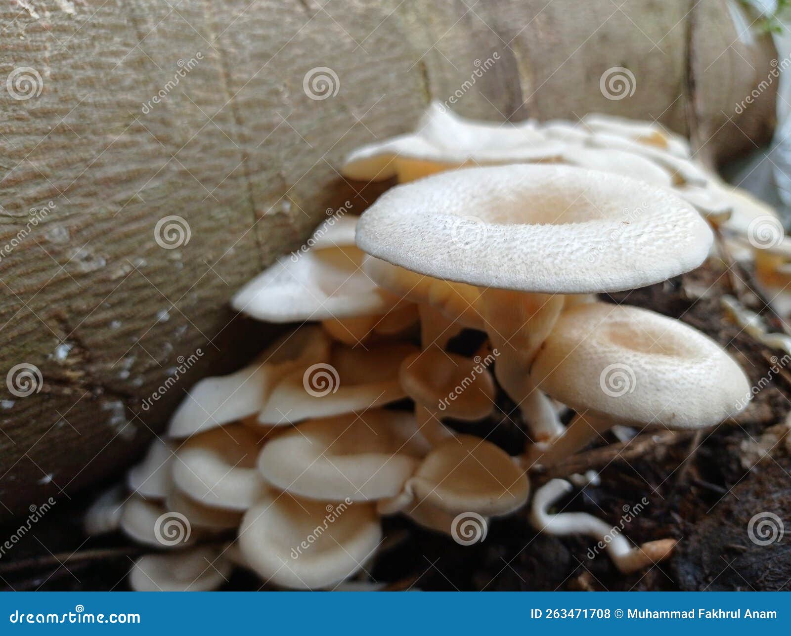 White Mushrooms Grow in Clusters beside the Tree Stock Photo - Image of ...