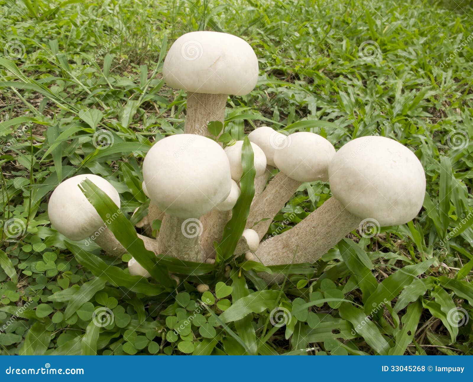White Mushrooms Grow in Grass Stock Photo - Image of grow, fungi: 33045268 White Mushrooms Grow in Grass Stock Photo - Image of grow, fungi: 33045268