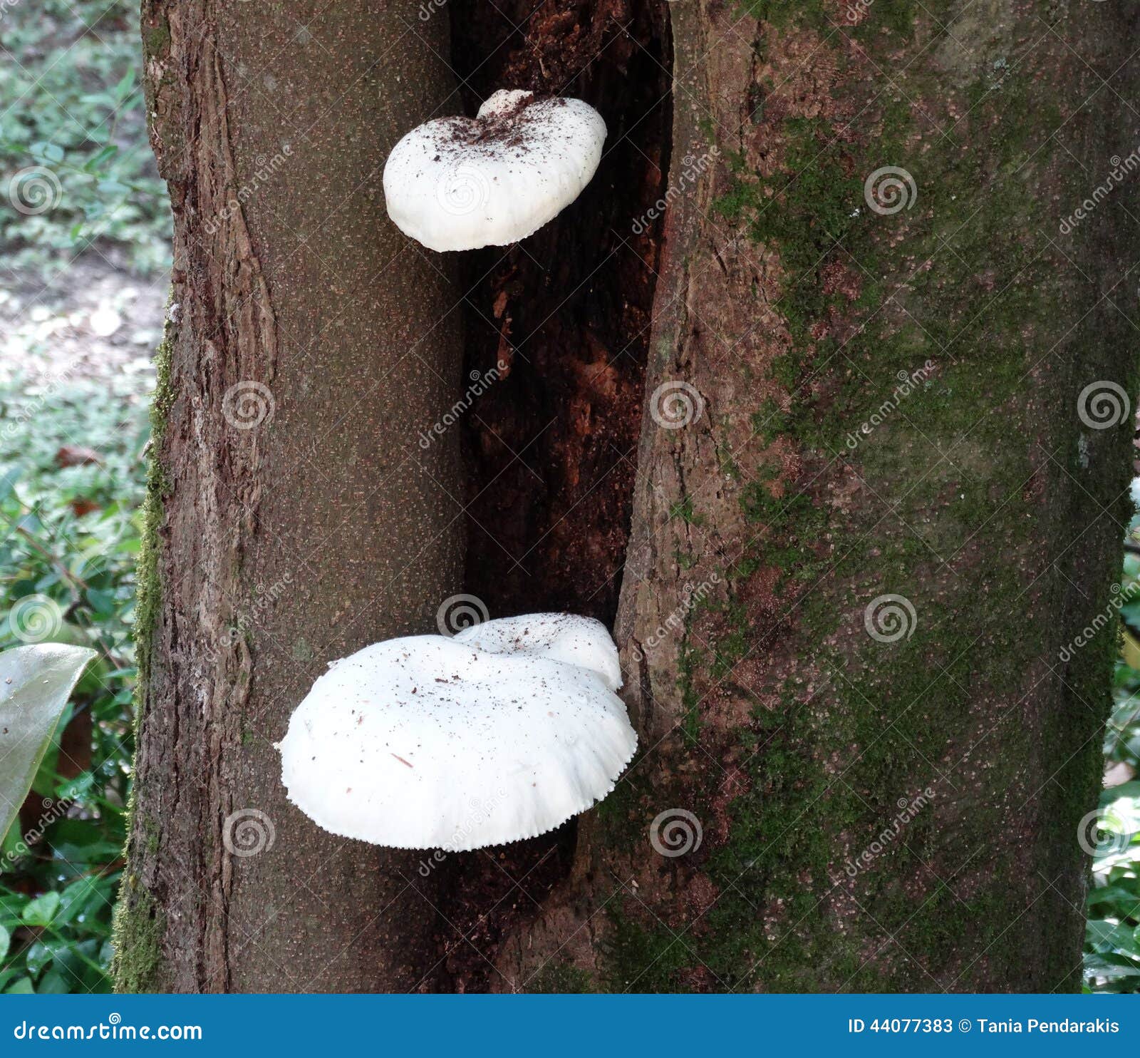White Polypore Mushrooms Growing on a Magnolia Tre Stock Image - Image ...
