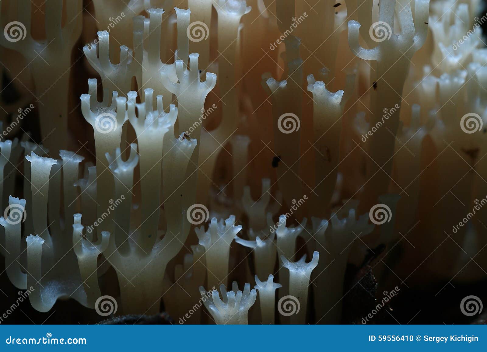 White mushrooms texture stock photo. Image of forest - 59556410