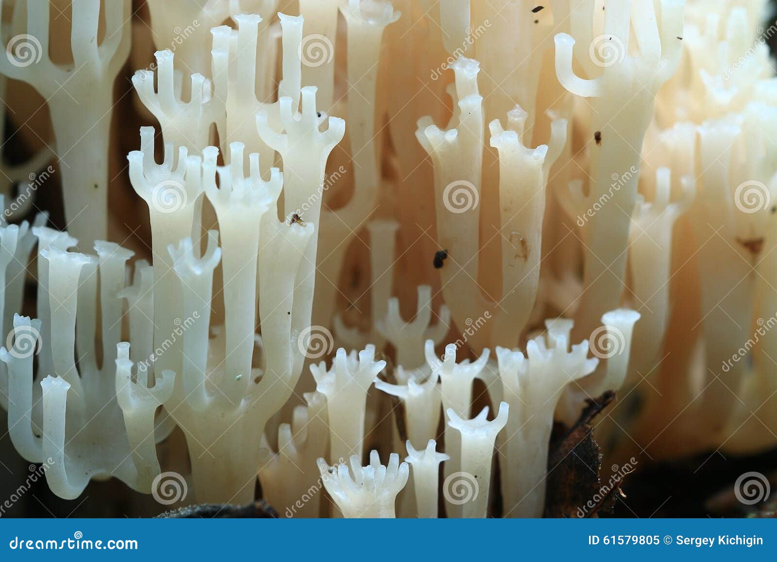 White mushrooms texture stock image. Image of ingredient - 61579805