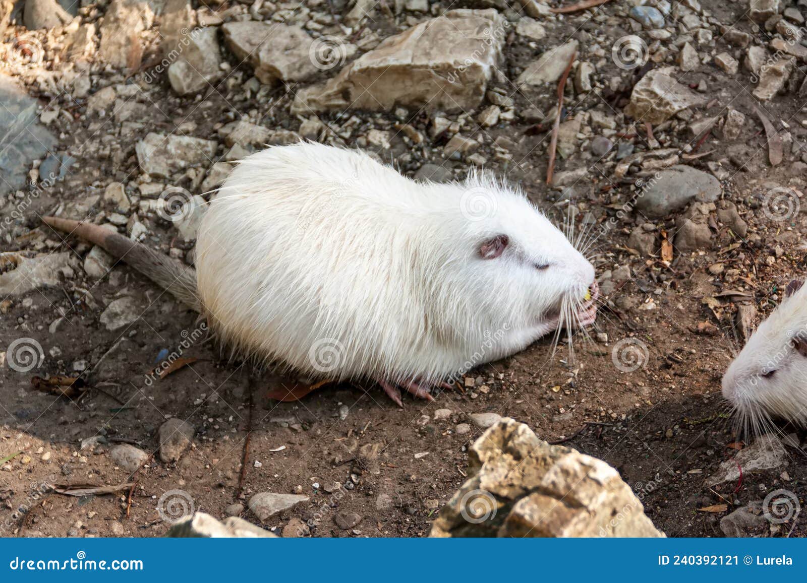 The White Muskrat in Habitat Stock Image - Image of eating, environment ...