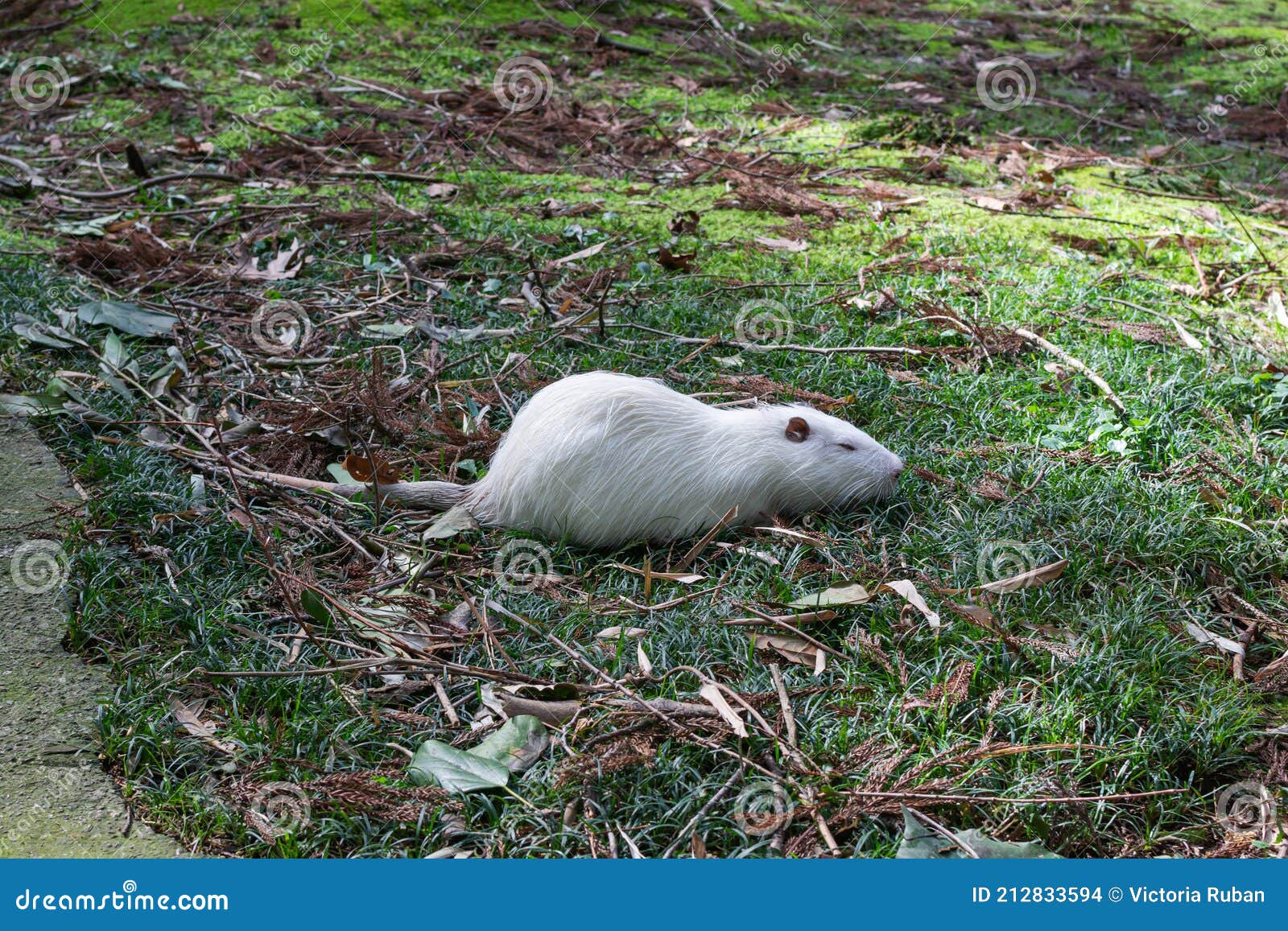 White Muskrat Resting on the Grass Stock Photo - Image of river, pond ...