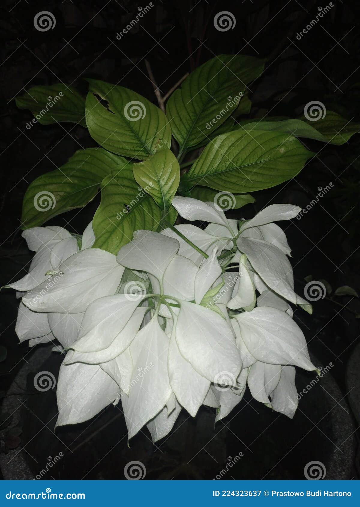 White mussaenda flowers stock image. Image of mussaenda - 224323637