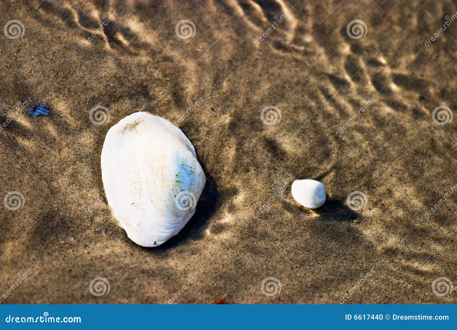 White mussel stock photo. Image of detail, closeup, flood - 6617440