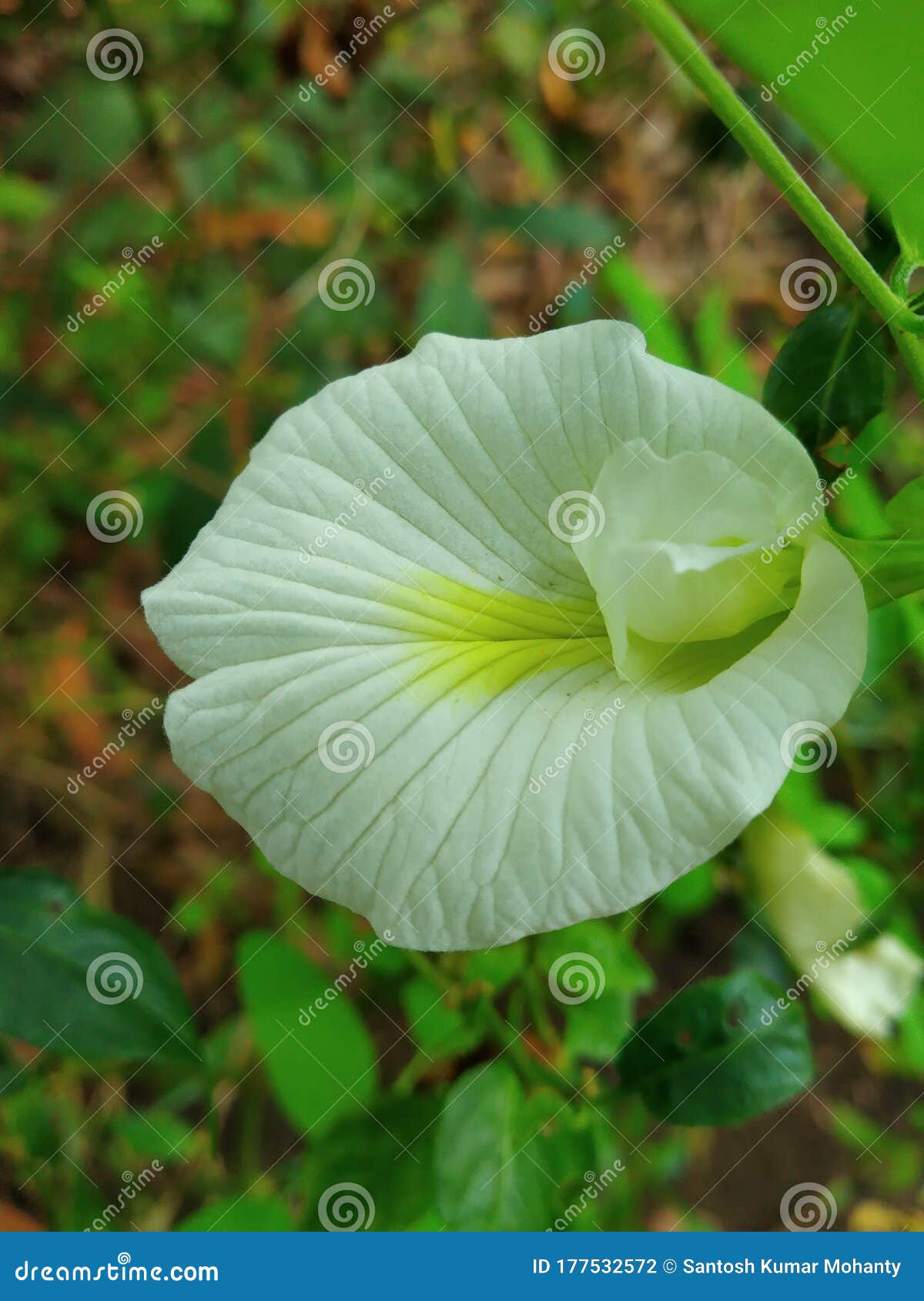 White mussel shell creeper stock photo. Image of asian - 177532572