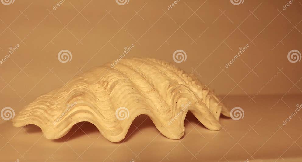 White Mussel Shell on a White Table Stock Image - Image of mussel ...