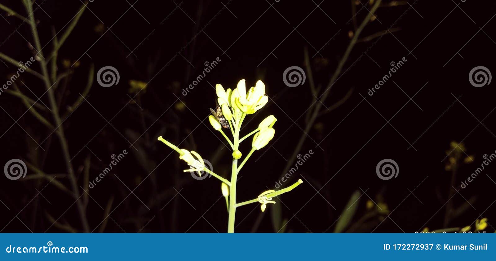 A White Mustard Flower or India Stock Image - Image of mustard, india ...