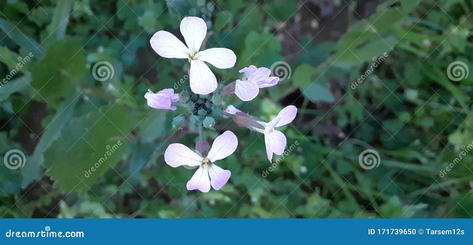 White mustard flowers stock photo. Image of nature, tree - 171739650