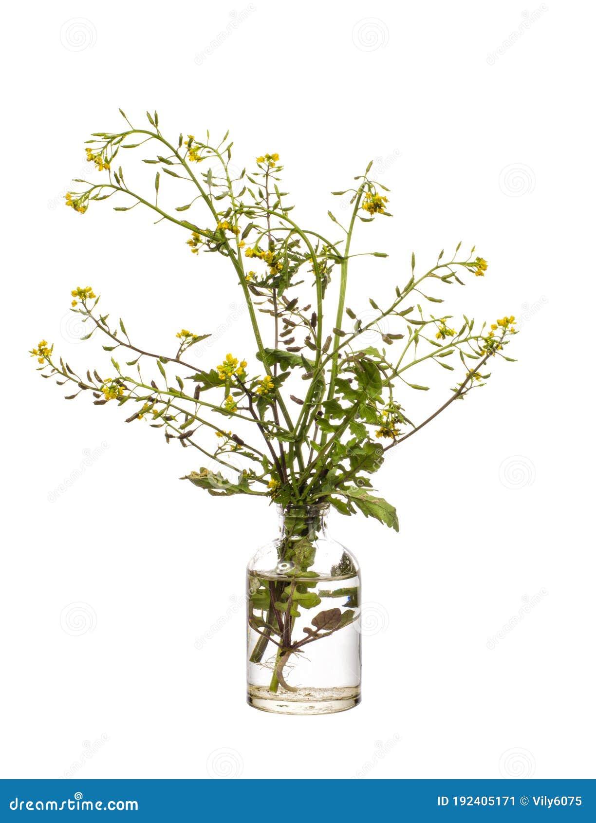 White Mustard Mustard in a Glass Vessel on a White Background Stock ...