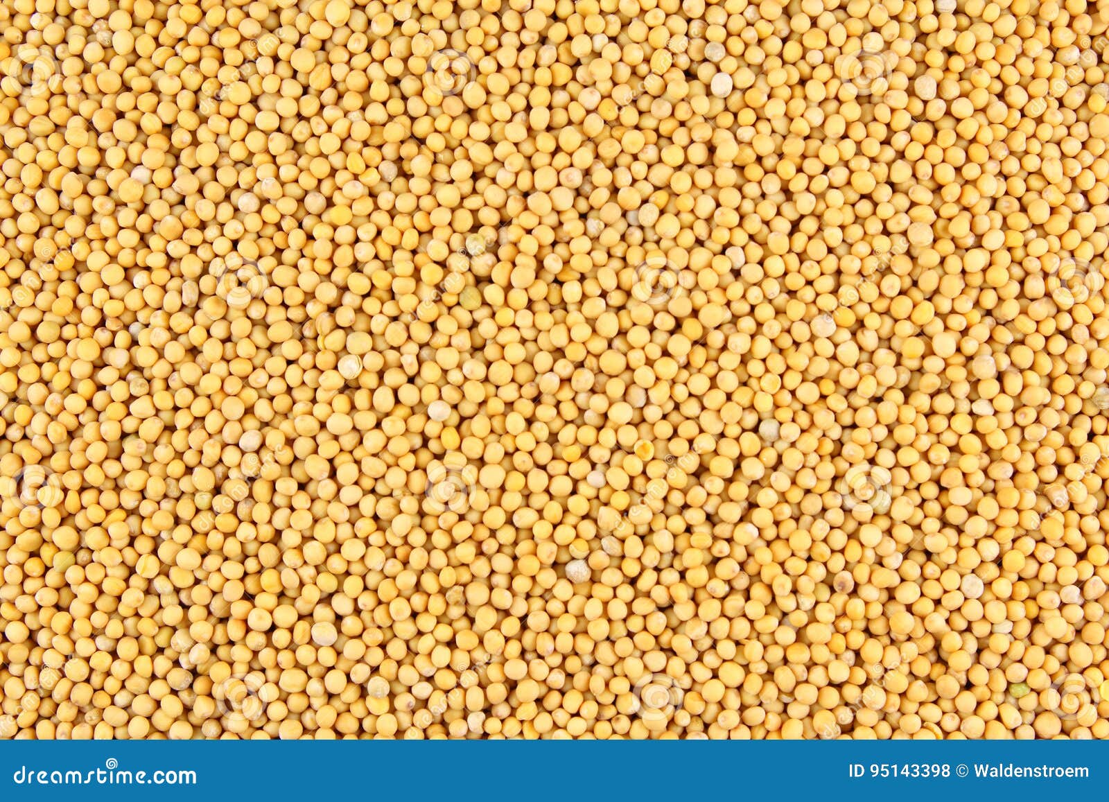 White Mustard Seeds Closeup Food Background Texture Stock Photo - Image ...