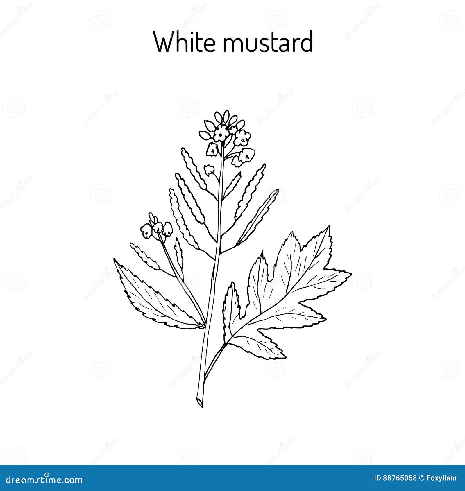 Sinapis Alba Silhouette Vector Illustration | CartoonDealer.com #290327686