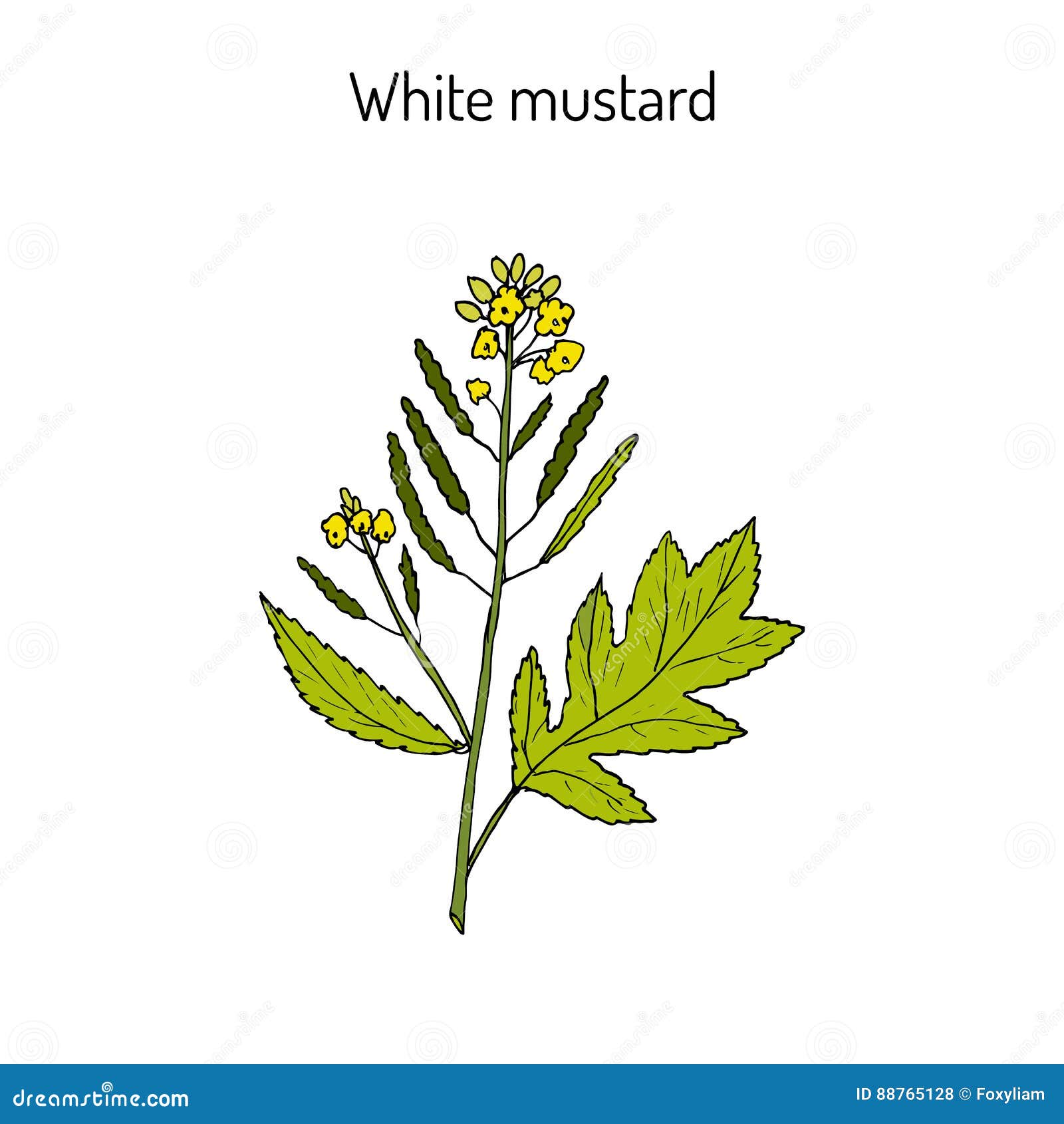 Sinapis Alba Silhouette Vector Illustration | CartoonDealer.com #290327686