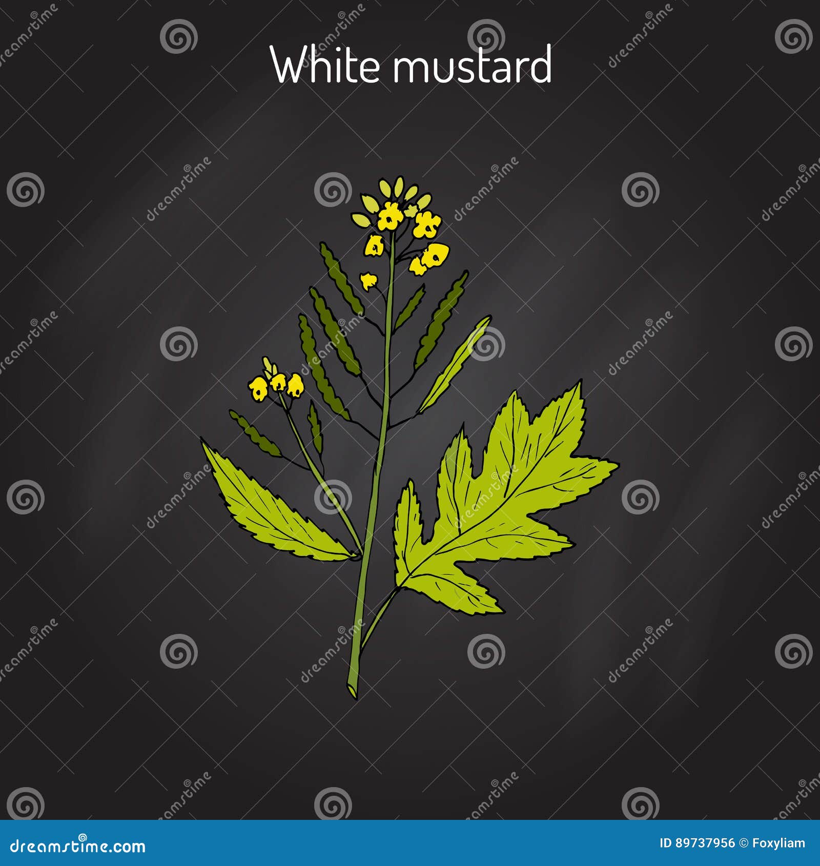 White mustard Sinapis alba stock vector. Illustration of collection ...