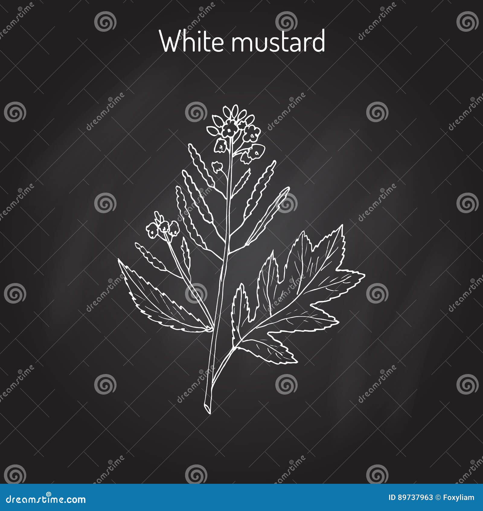 White mustard Sinapis alba stock vector. Illustration of garden - 89737963