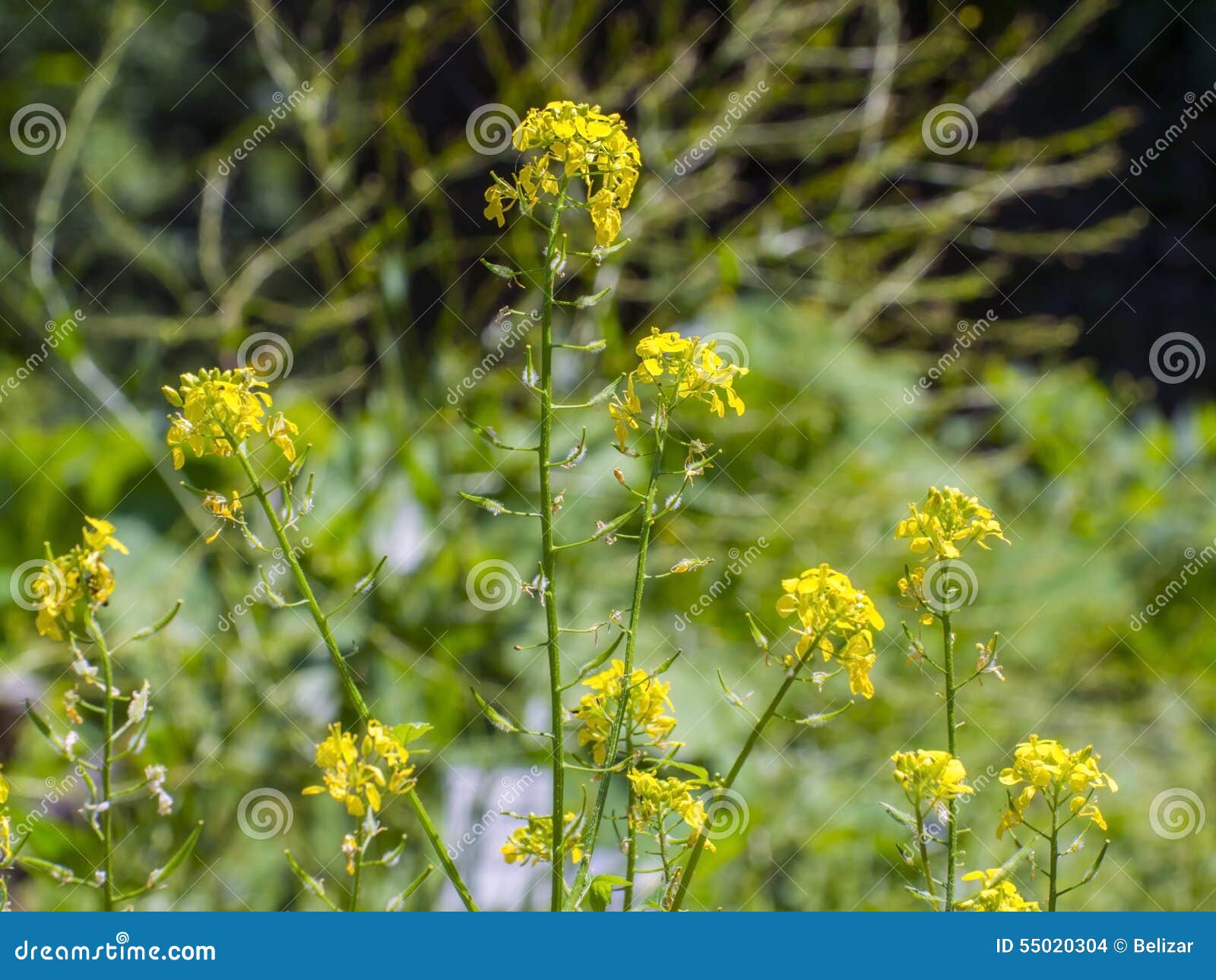 White Mustard (Sinapis Alba) Stock Photo - Image of mustard, flower ...