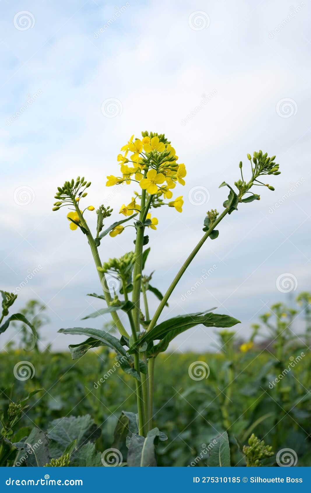 White Mustard, Sinapis Plant on the Field Stock Image - Image of ...
