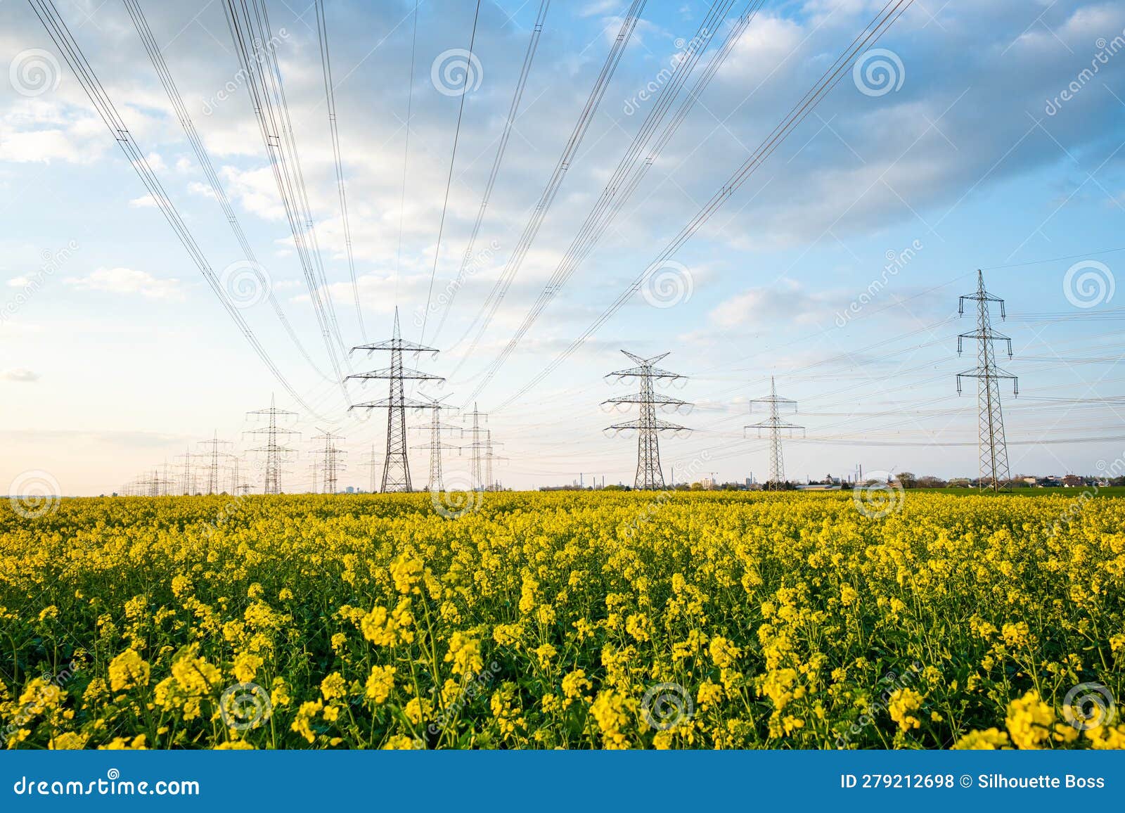 White Mustard, Sinapis Plant on the Field Stock Photo - Image of alba ...