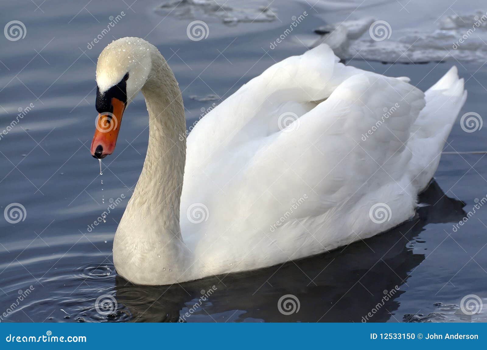 White mute swan stock photo. Image of claws, nature, white - 12533150