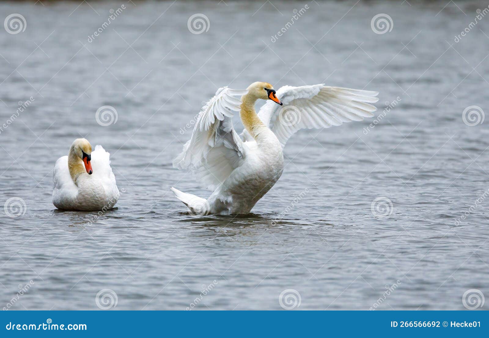 White Mute Swan at the Morning Bath Stock Photo - Image of elegant ...