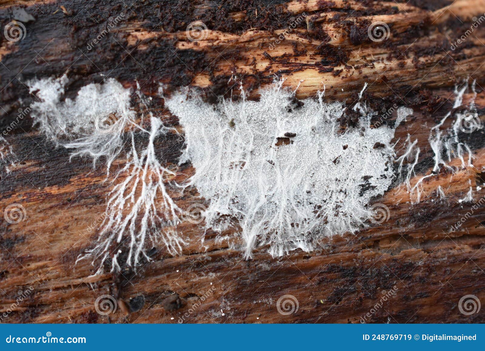 White Mycelium Growing on Old Tree Trunk Stock Image - Image of ...