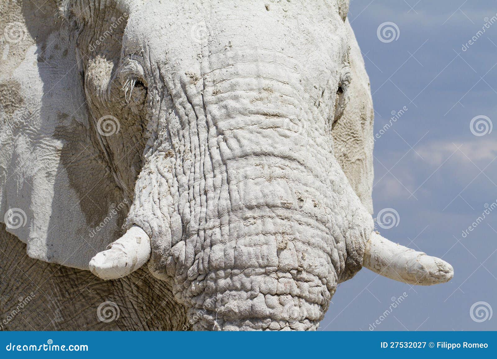 White namibia elephant stock image. Image of touristic - 27532027