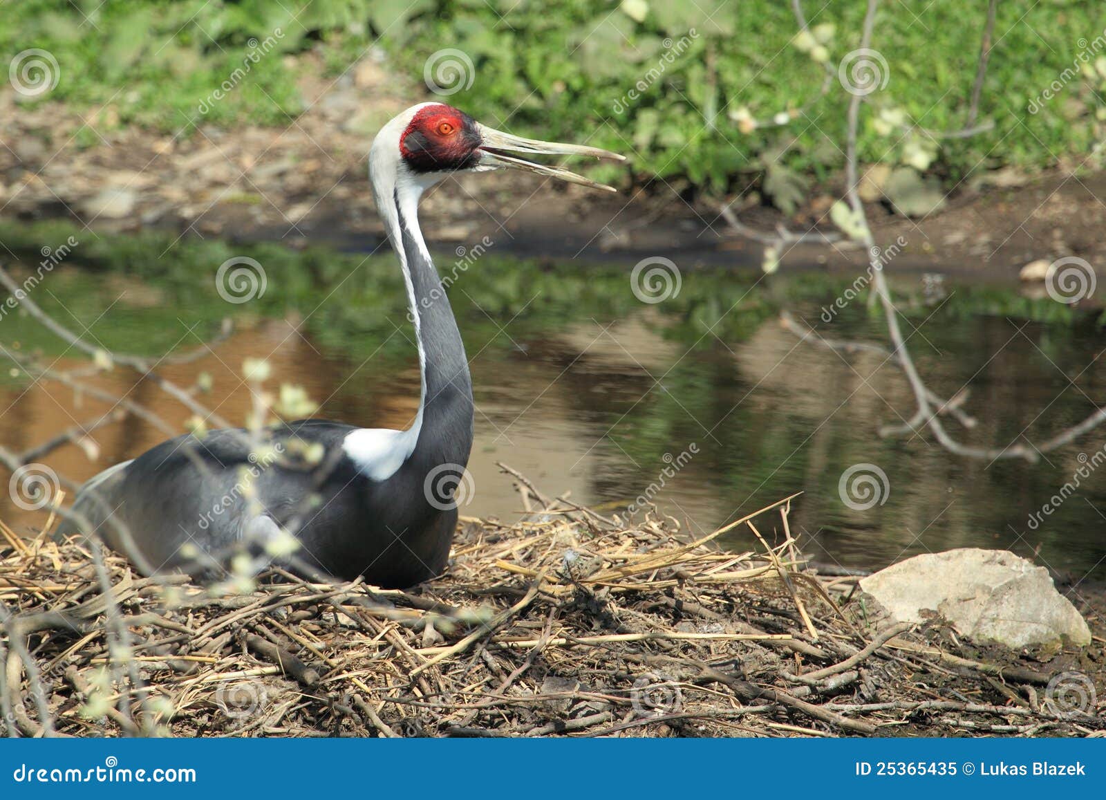 White-naped crane stock image. Image of nest, vipio, grus - 25365435