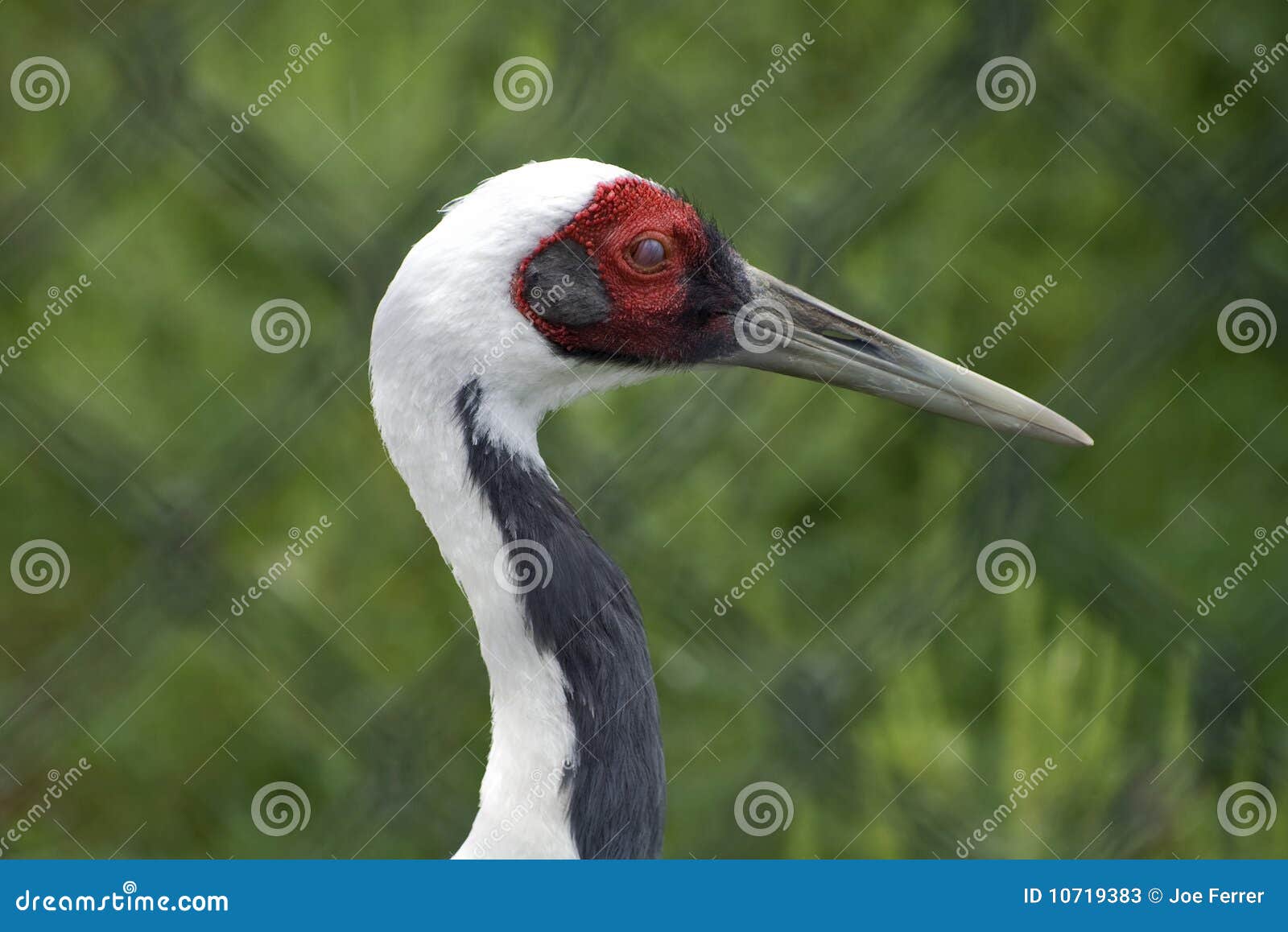 White Naped Crane Profile stock image. Image of profile - 10719383