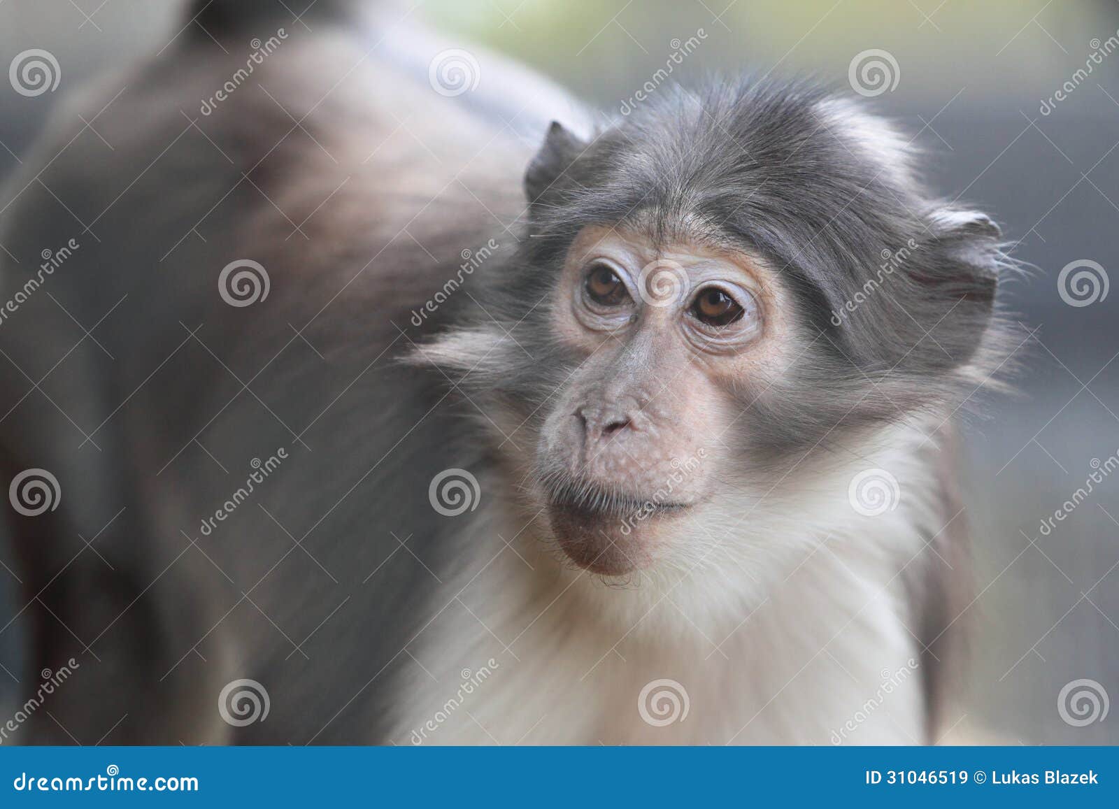 White-naped mangabey stock image. Image of primate, sooty - 31046519