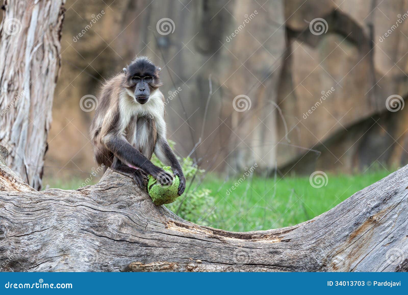 White Naped Mangabey (Landscape) Stock Image - Image of cherrycrowned ...
