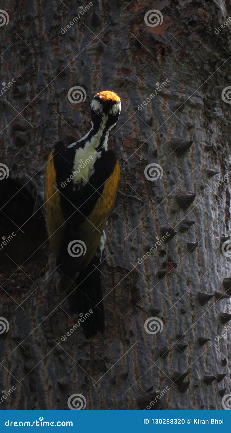 WHITE NAPED WOOD PACKER stock photo. Image of wood, white - 130288320