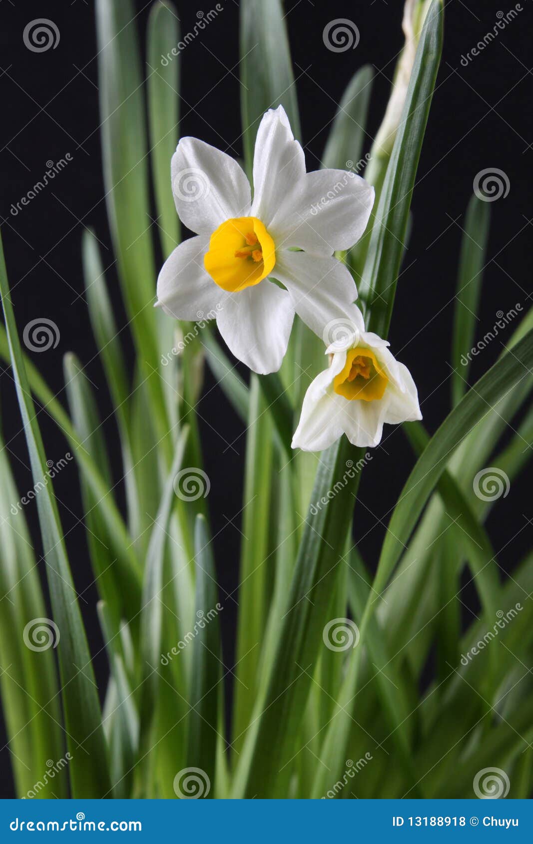 White narcissus stock photo. Image of decor, macro, beautiful - 13188918
