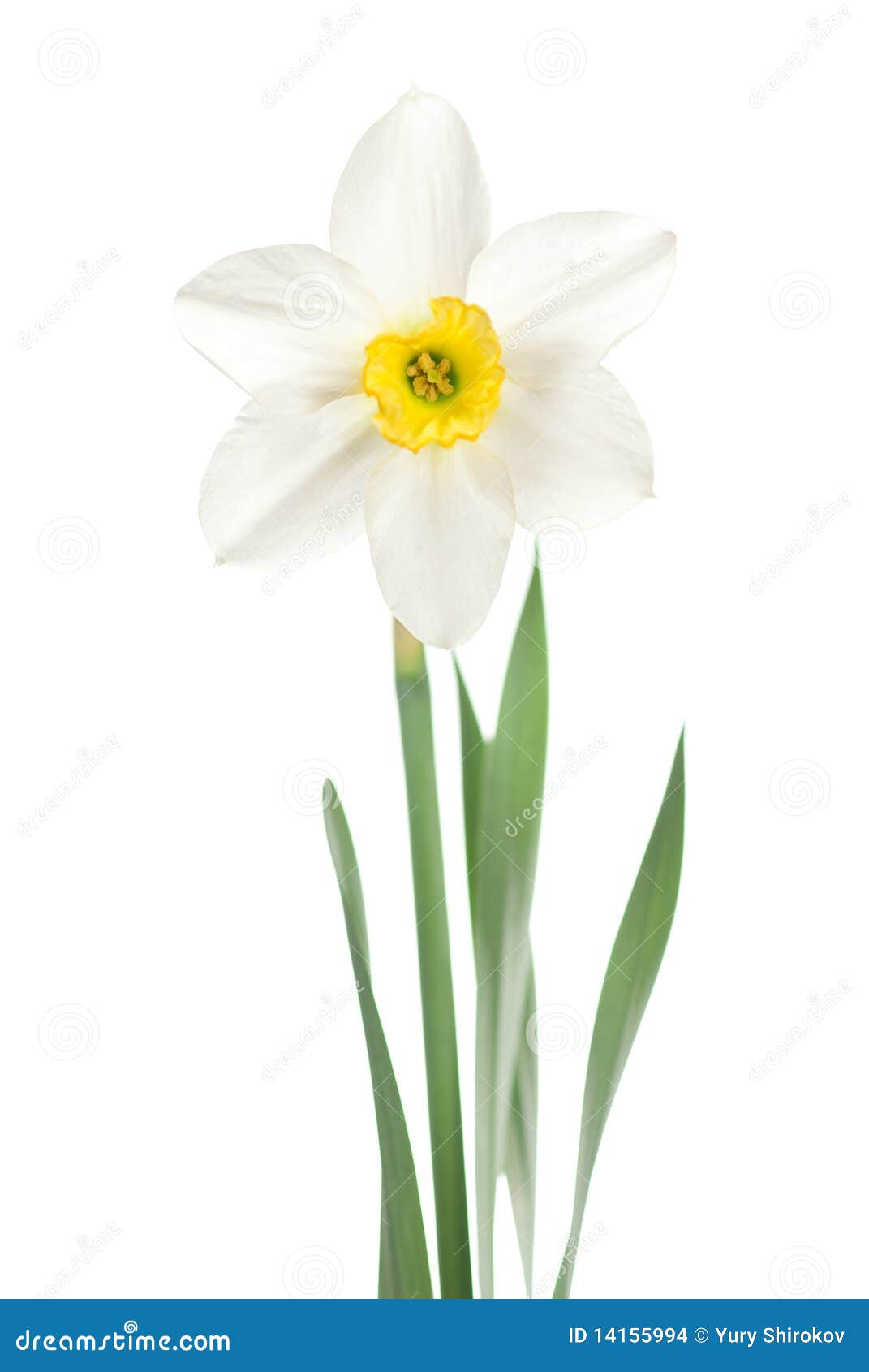 White narcissus stock photo. Image of decoration, flower - 14155994
