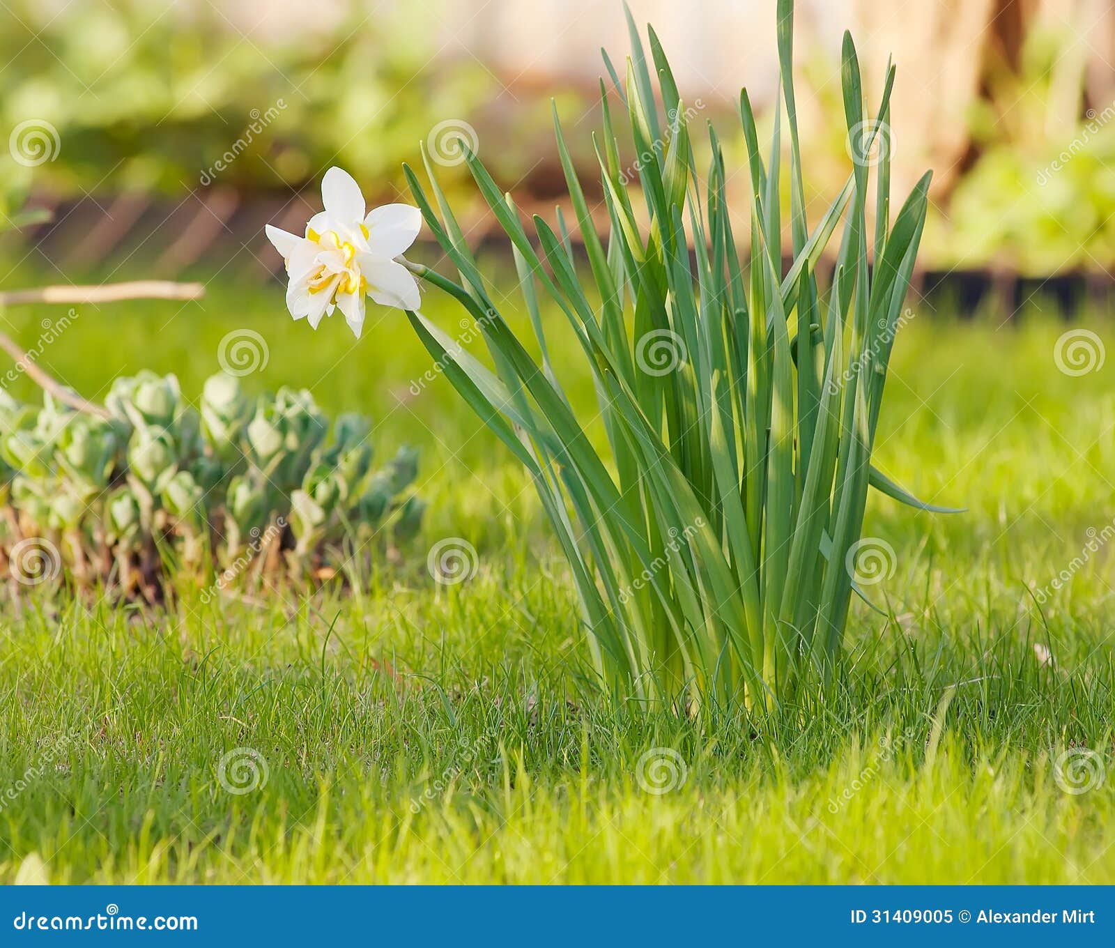White narcissus stock image. Image of closeup, green - 31409005