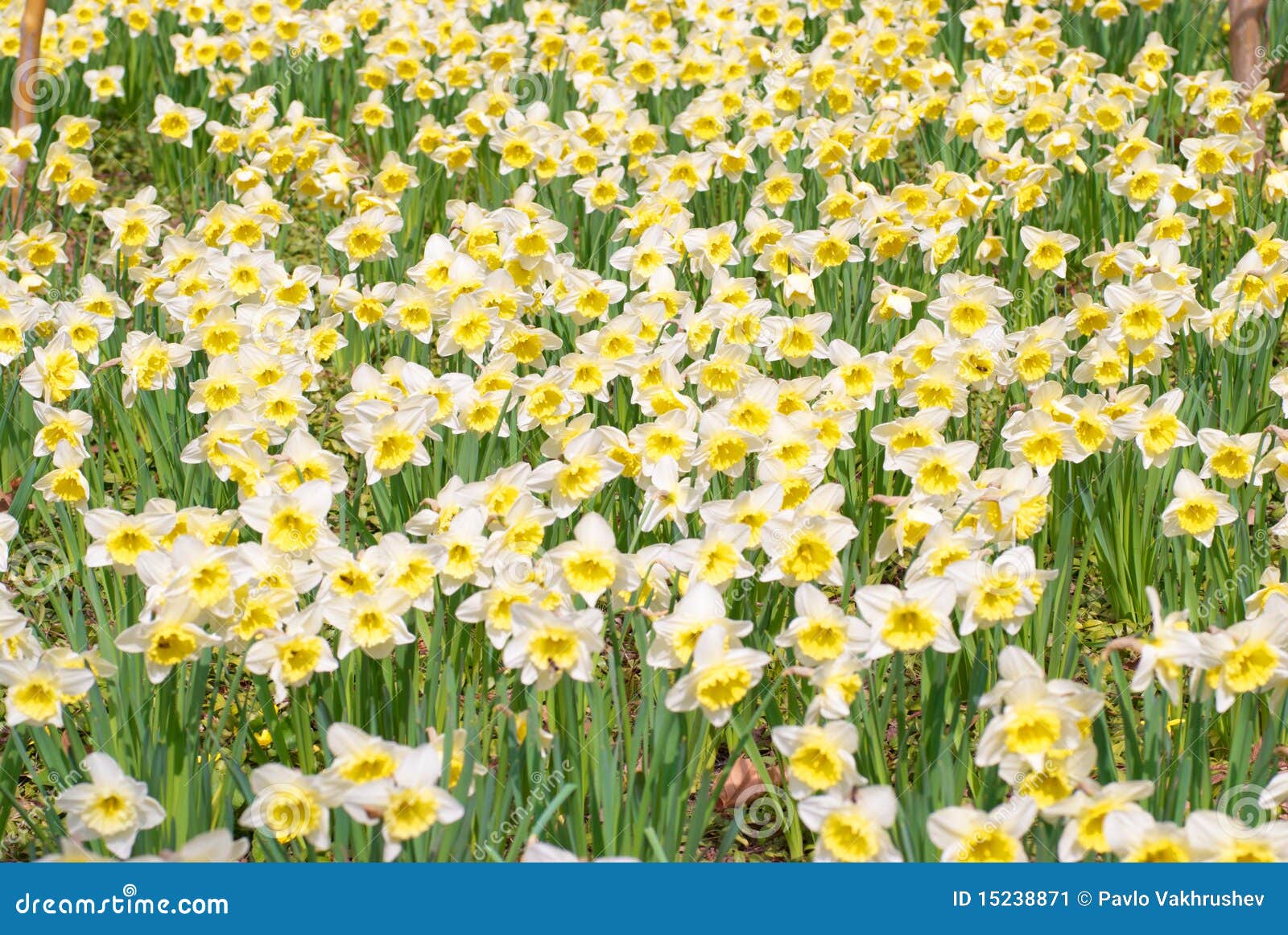 White narcissuses stock image. Image of fresh, flower - 15238871