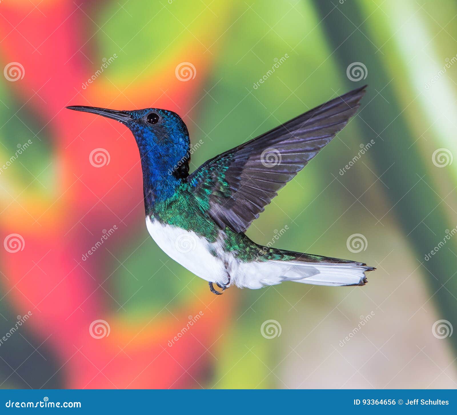 White-necked Jacobin stock photo. Image of flight, bird - 93364656