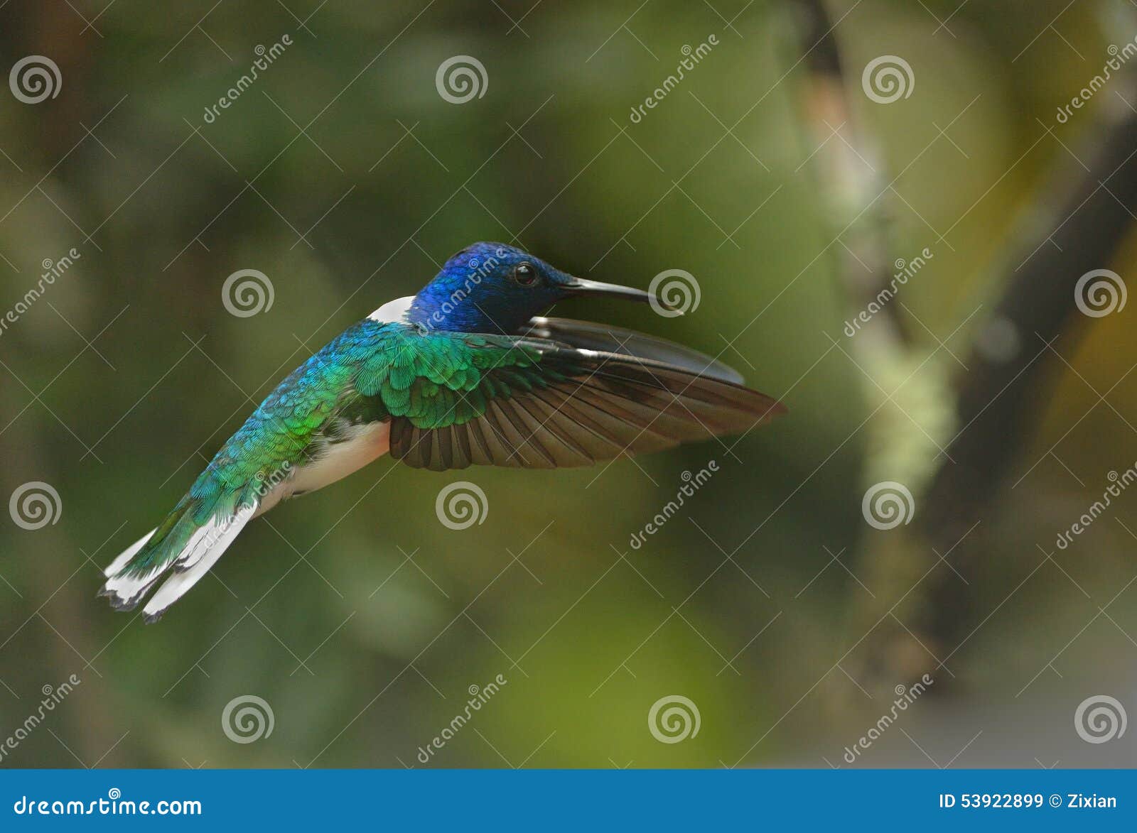 White-necked Jacobin Hummingbird Stock Image - Image of necked, ecuador ...