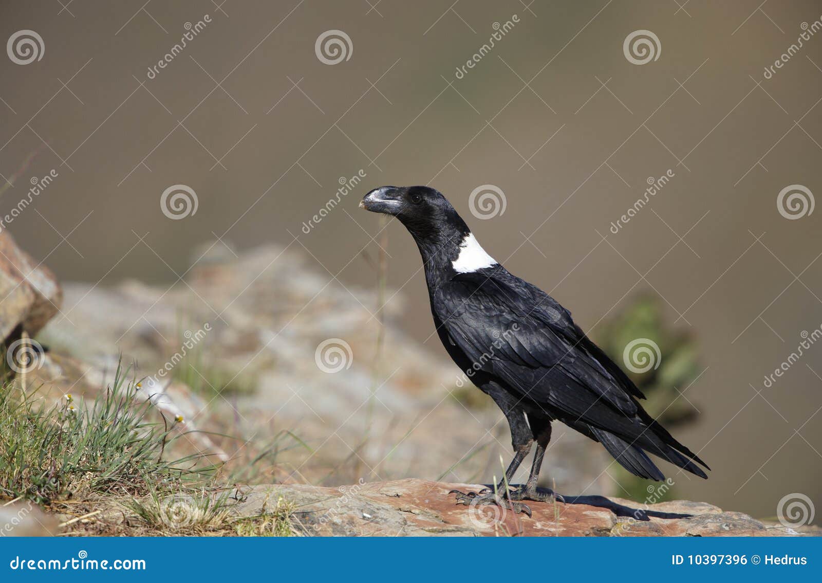 White-necked Raven stock photo. Image of rock, raven - 10397396