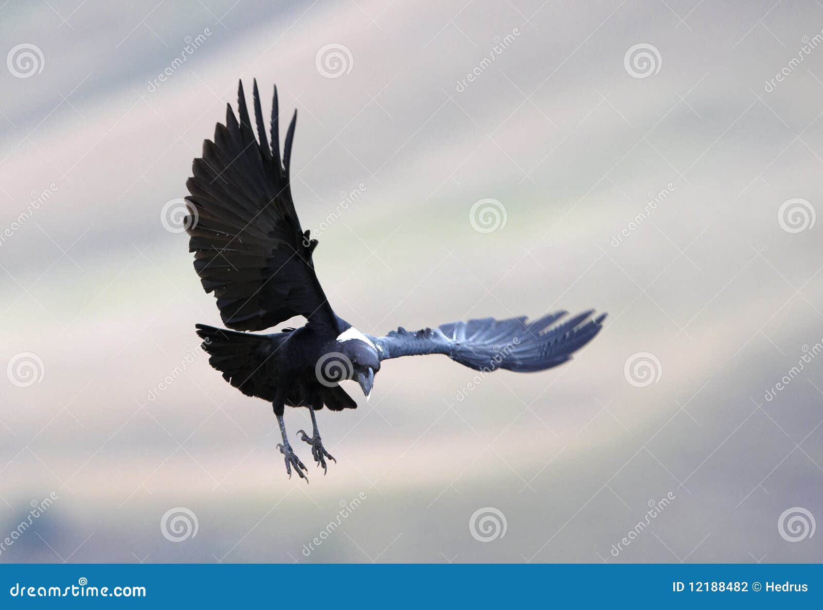 White-necked Raven stock photo. Image of prey, environment - 12188482