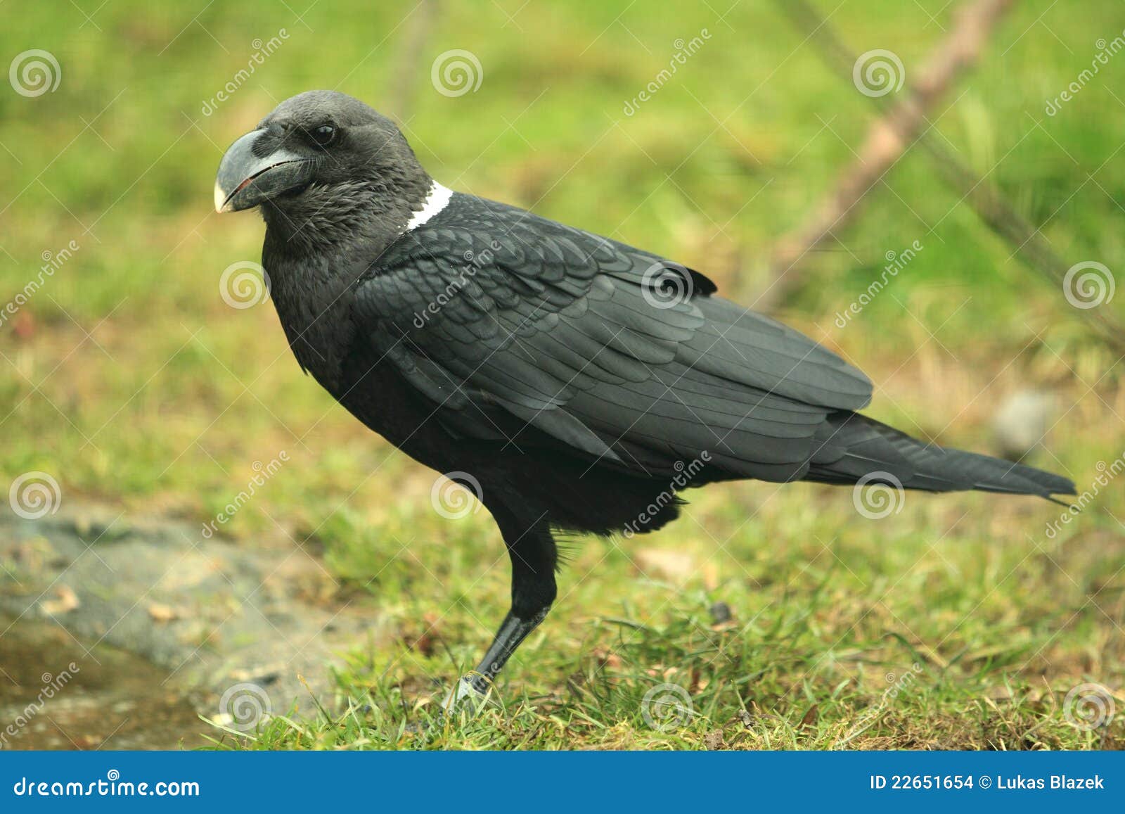 White-necked Raven Stock Photography | CartoonDealer.com #28733516