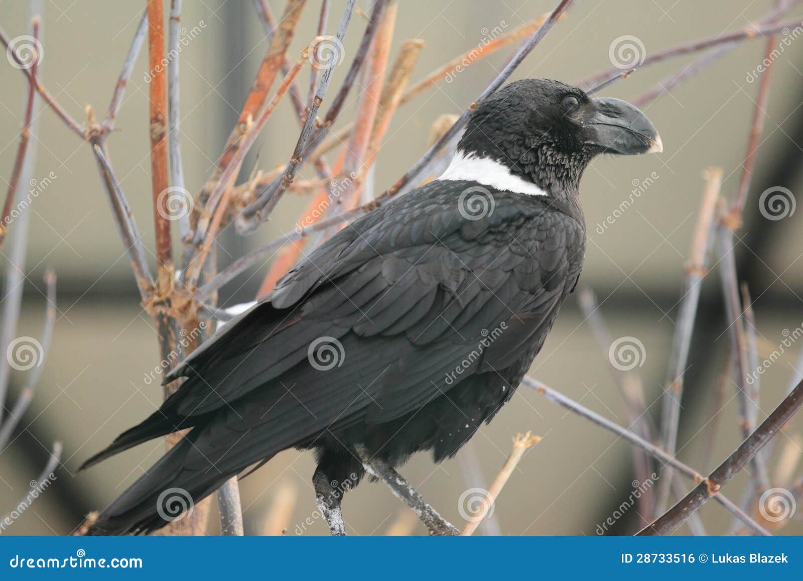 White-necked raven stock photo. Image of tree, nature - 28733516