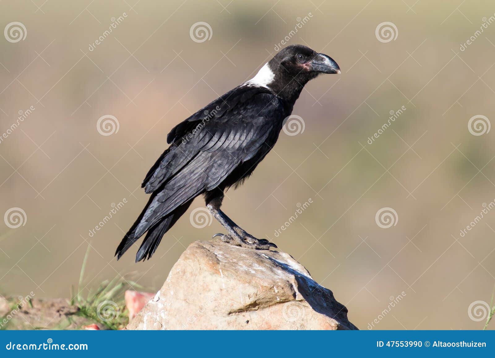 White Necked Raven Perching on a Rock on Top of a Mountain Stock Photo ...