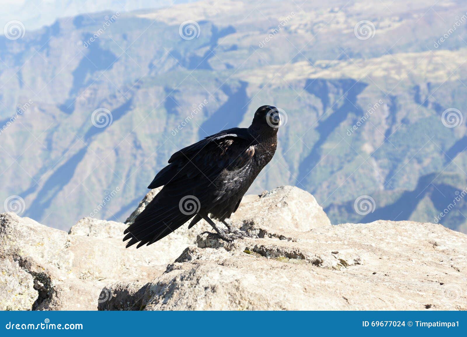 White-necked Raven in Simien Mountains Stock Photo - Image of white ...