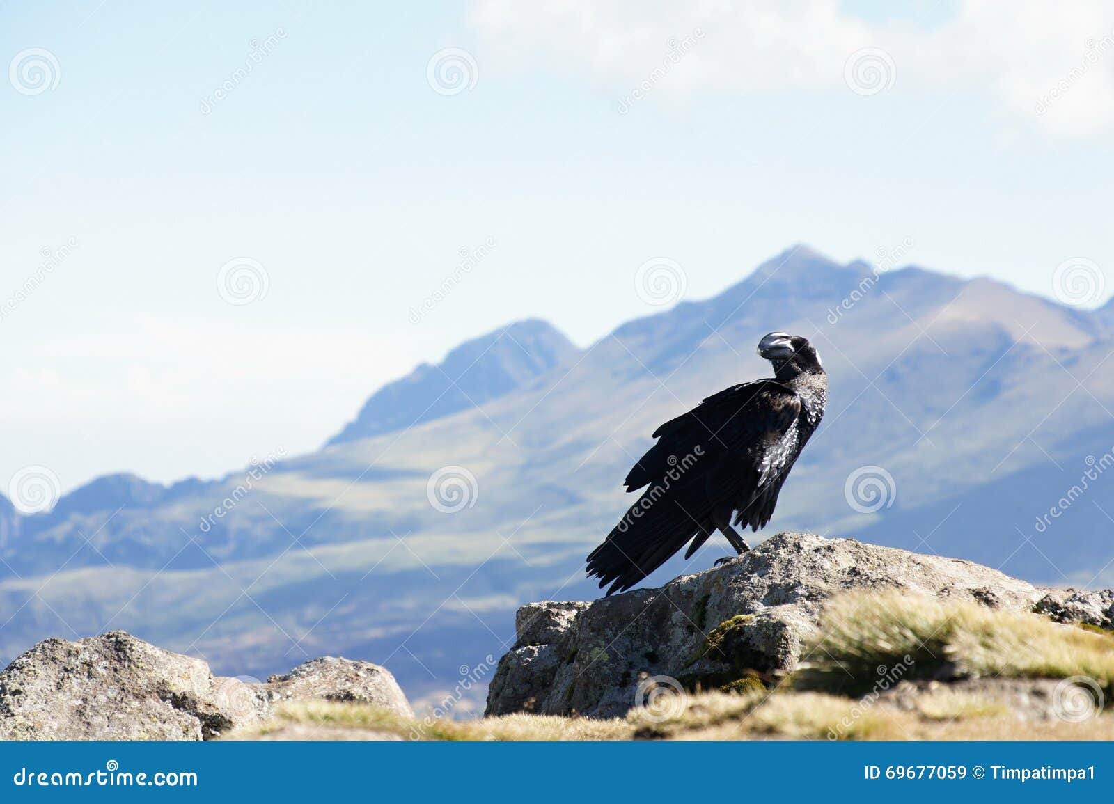 White-necked Raven in Simien Mountains Stock Image - Image of stone ...